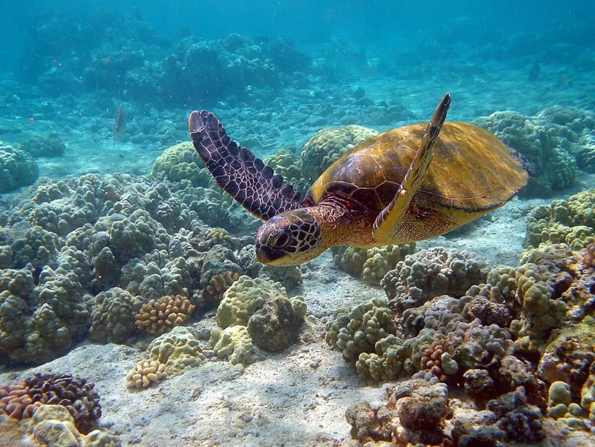 Kura-kura laut yang hilang membeku di California