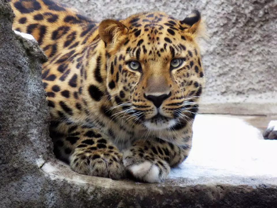 Verre Oosten Leopard arriveerde in de dierentuin van Moskou