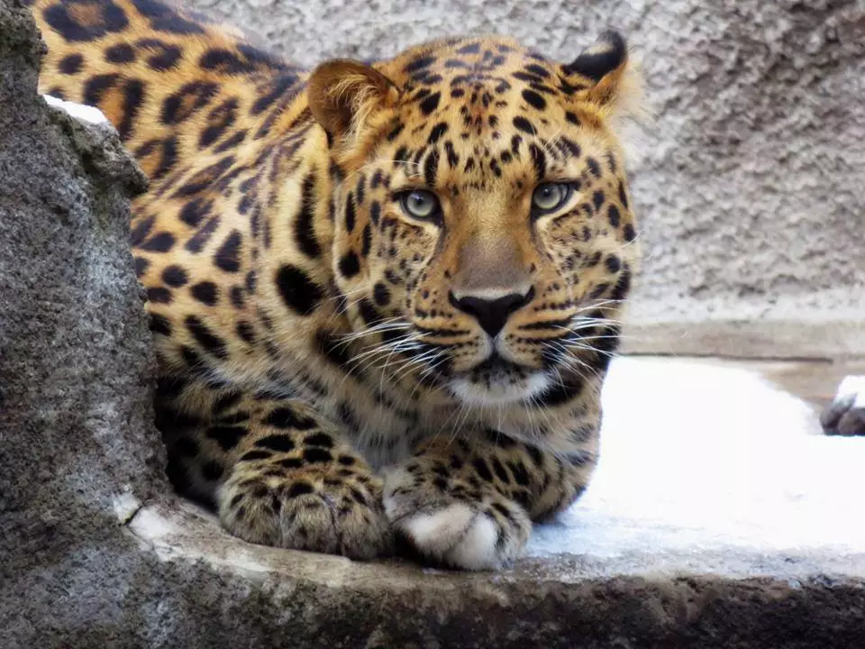 Jauh Timur Leopard tiba di Kebun Binatang Moskow