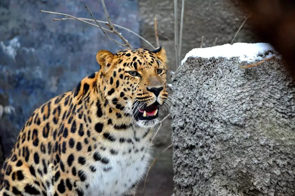 Far Eastern Leopard kaam yn 'e Moskou Zoo yn 6855_3