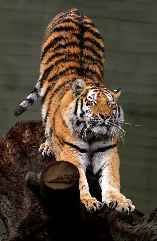 Amur tigeri nädip geçini dostlaşdy