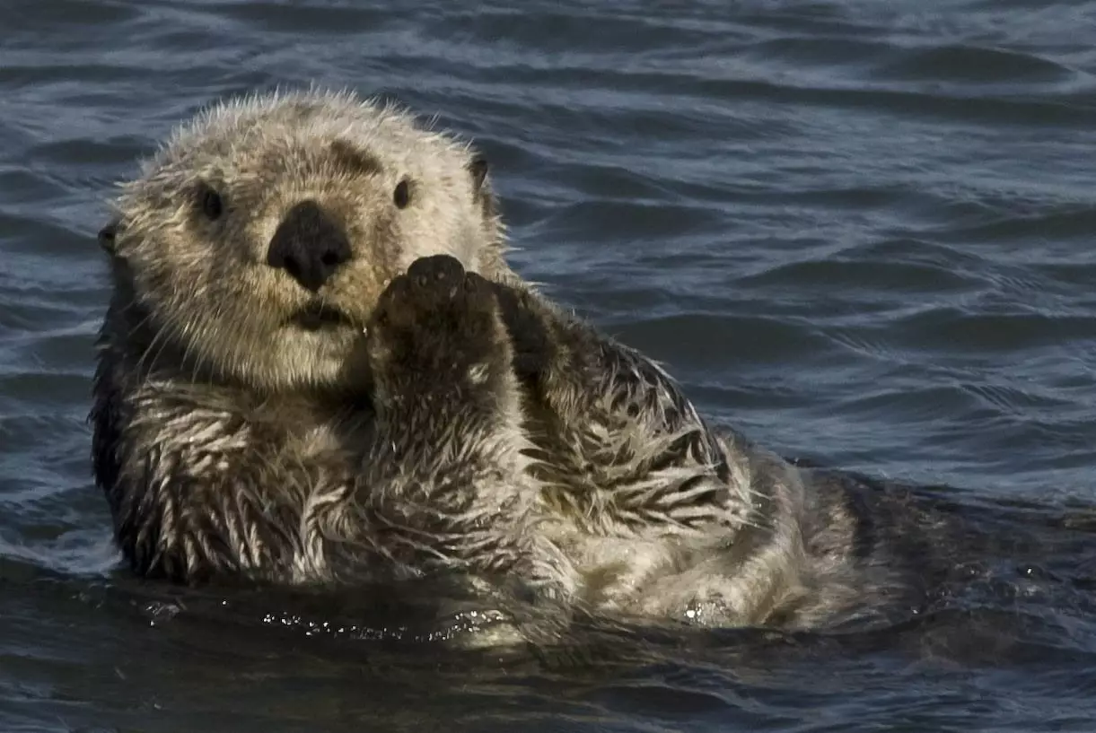 Vdekja misterioze e jashtme detare në Alaska