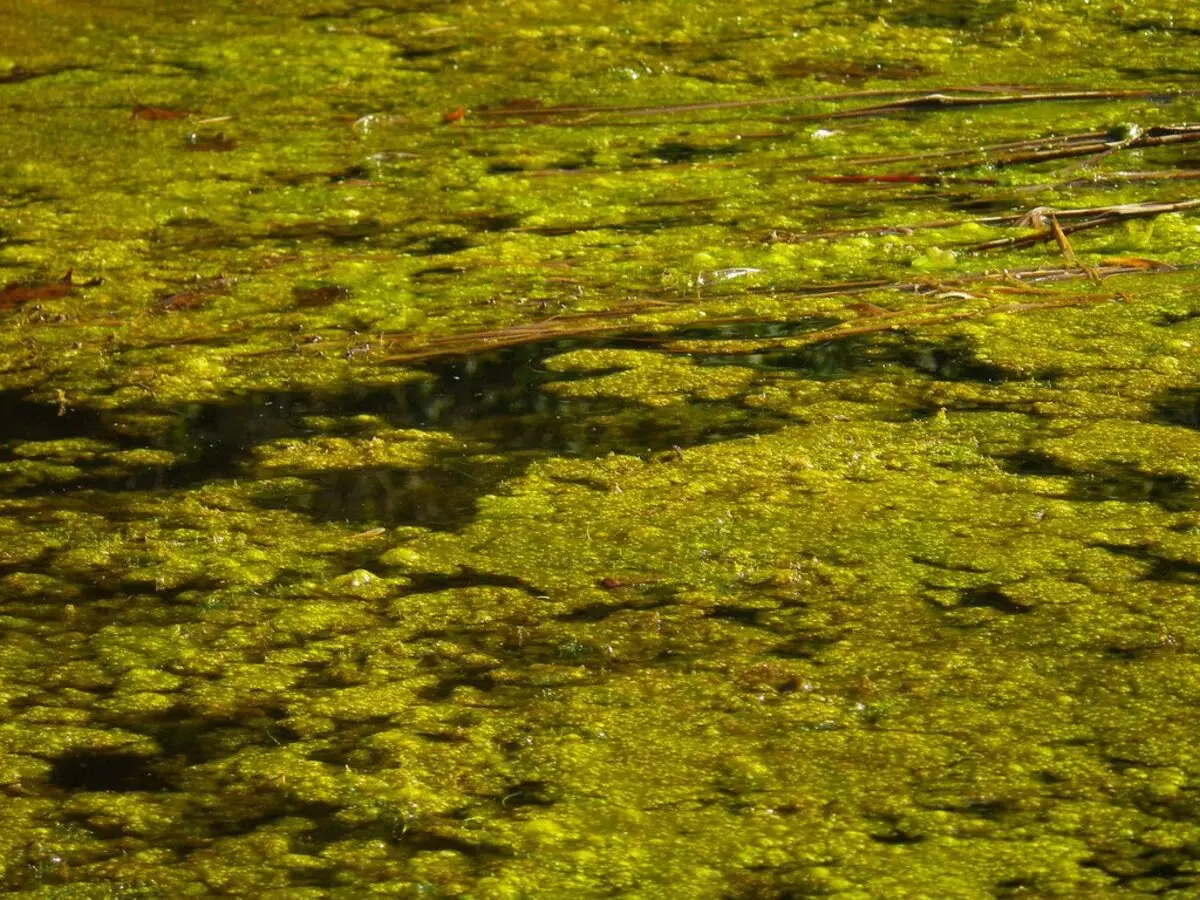 Energy of algae ichabatsira kubhadharisa mbozhanhare