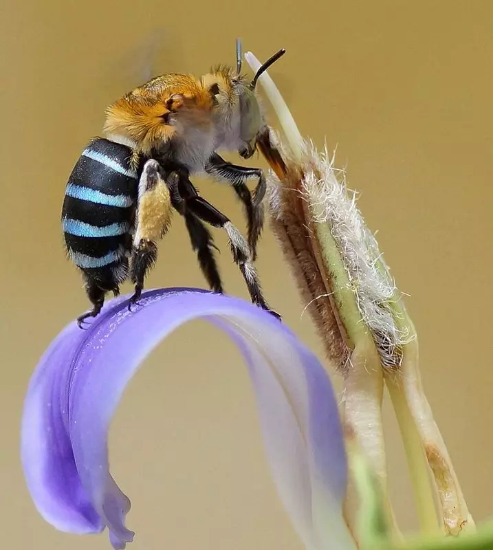 Trovato un supporto ape record nella velocità di impollinazione