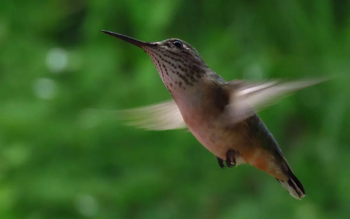 Firwat der hummingbird ass net waarm