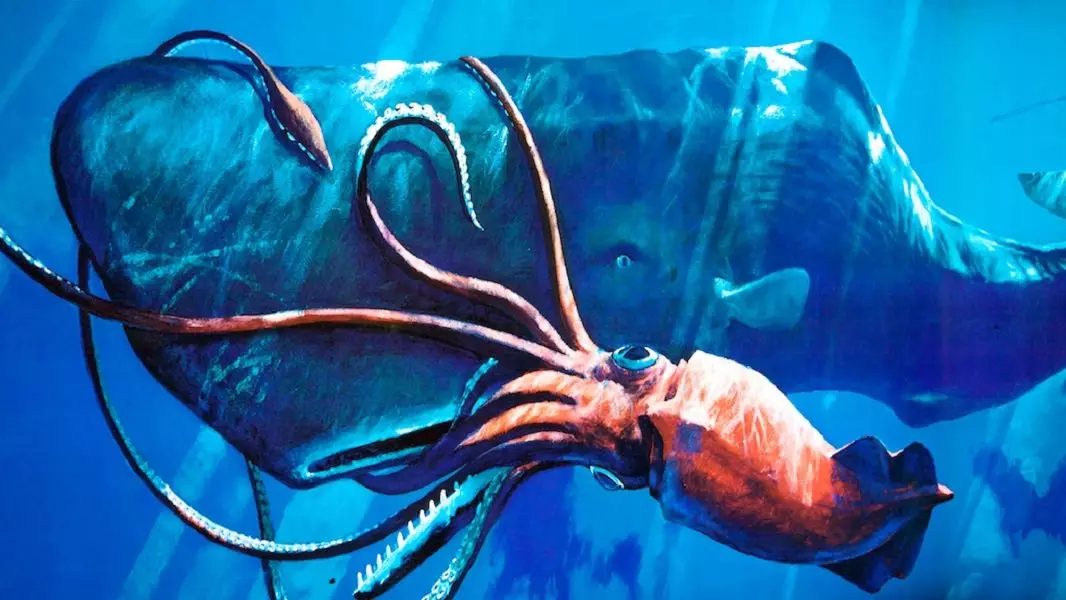 Giant Squid akaita kambani varedzi Japanese