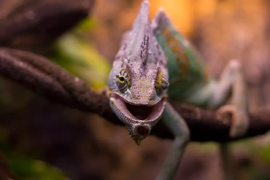 A linguagem do Hameleon colocou um registro de velocidade