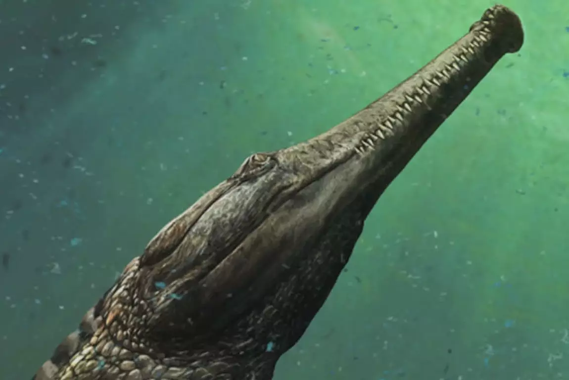 Senovės krokodilo gigantas rastas Tunise