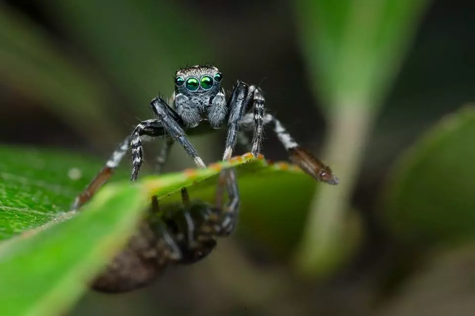 Video: Spiders na-ahọrọ na-agbarịta ibe na ike gwụrụ nwanyị