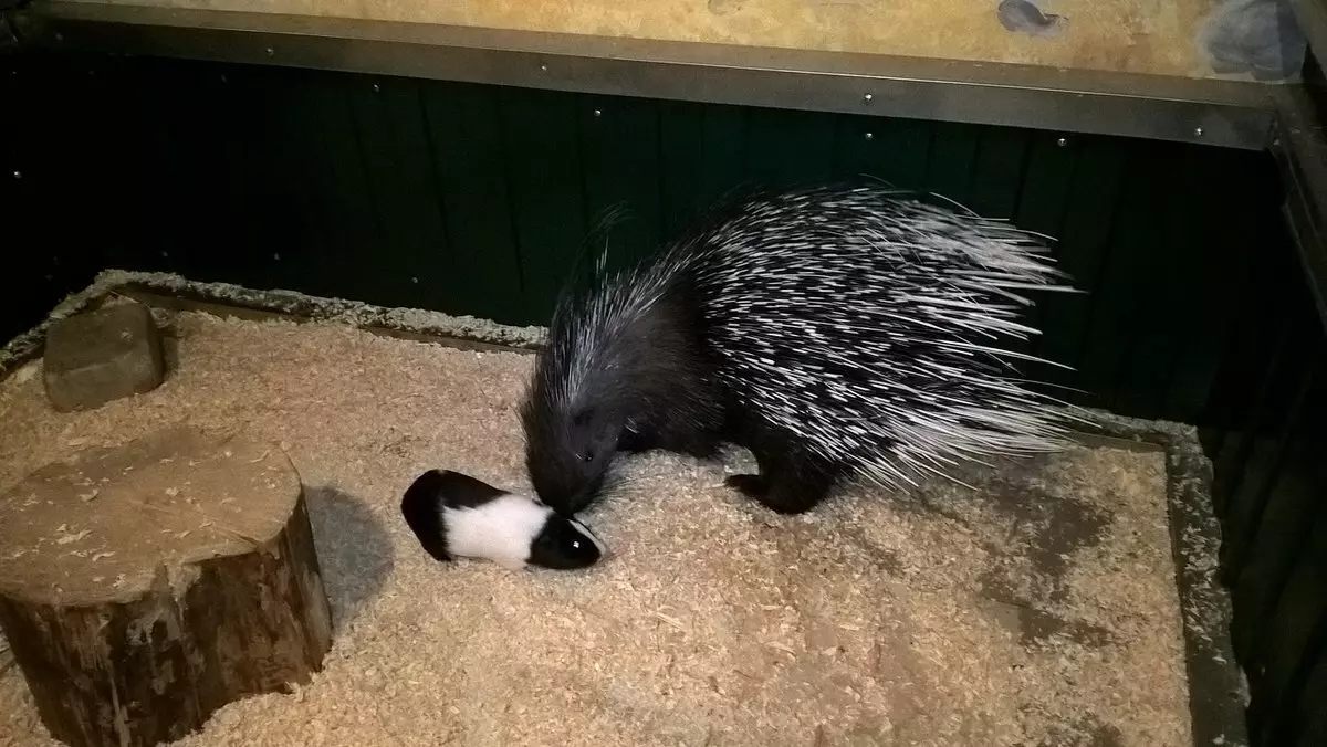 ギニア豚と堤防が公園の蝶にお互いを愛して