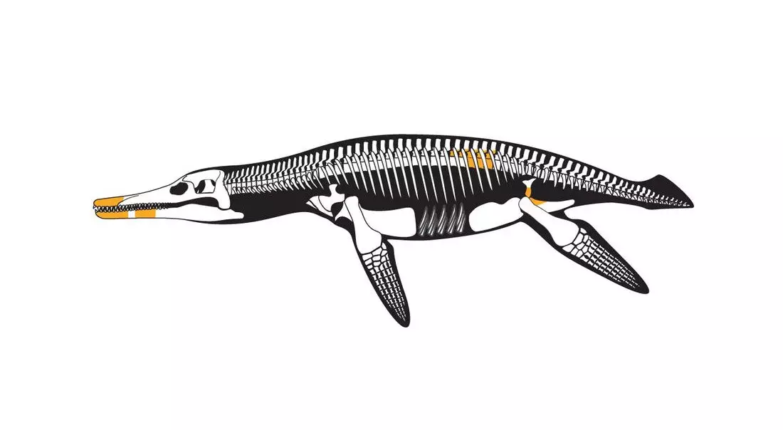 در ولگا یک نوع جدید از Plosaurus پیدا کرد