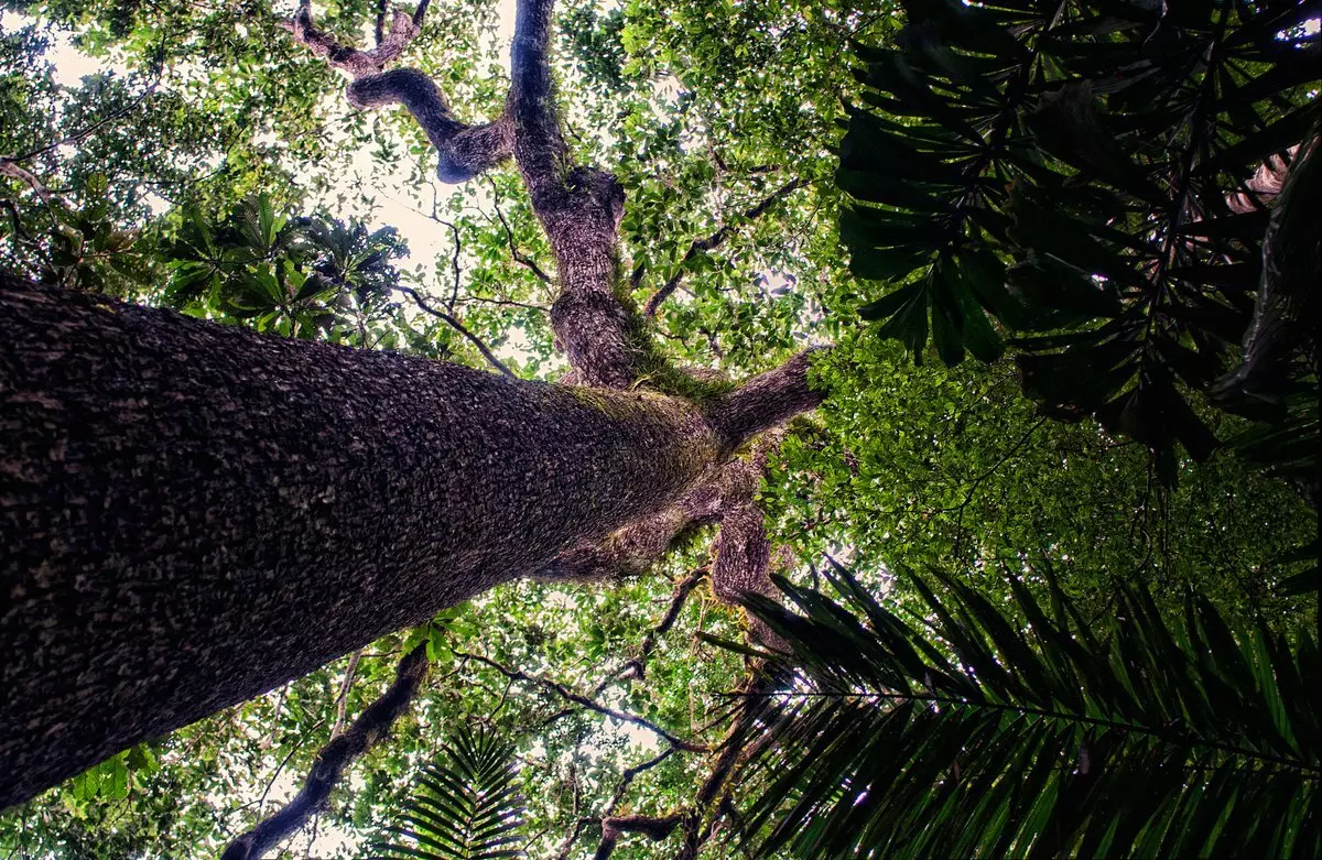 Walnut ya Brazil: giant isiyo na maana.