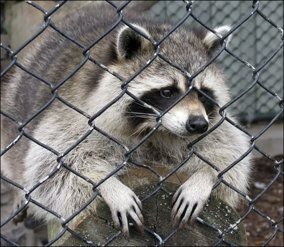 Raccoon na mamba waliangalia katika koloni ya marekebisho