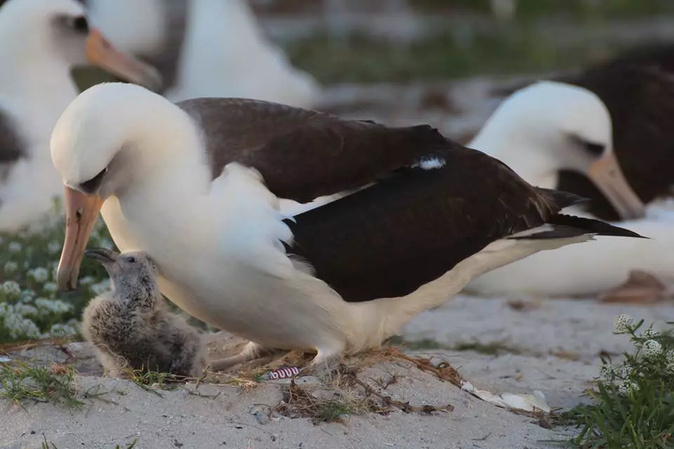 L-eqdem Albatross għandu flieles