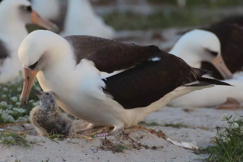 Den äldsta Albatross har en chick