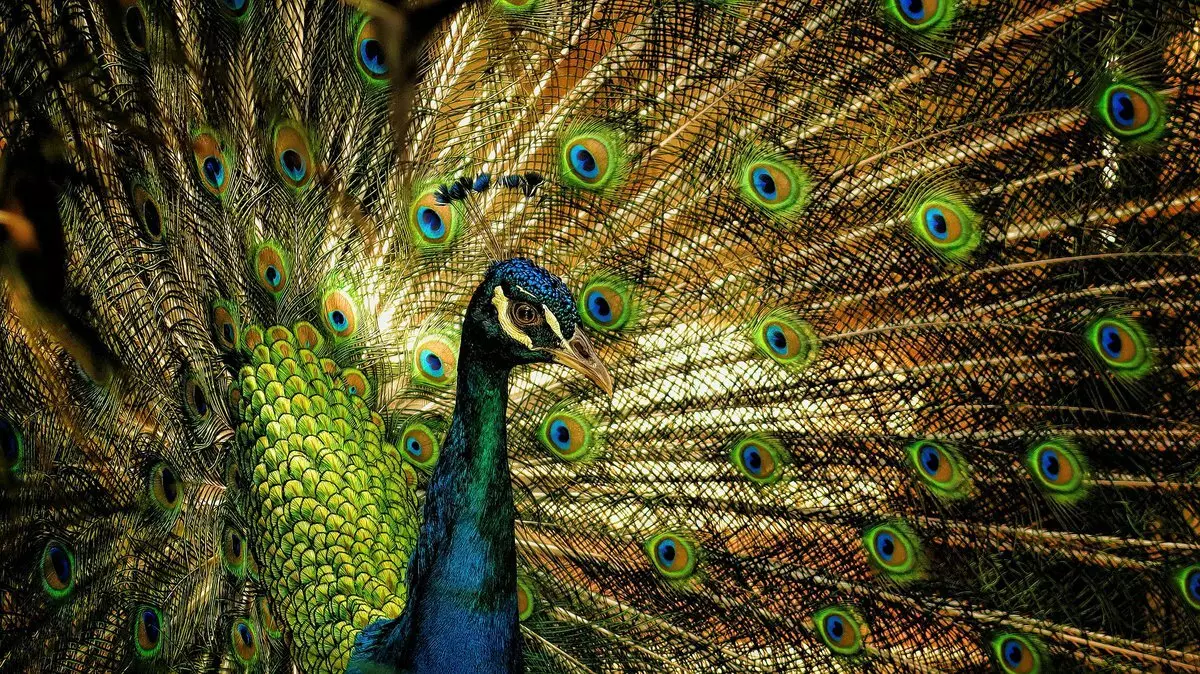 Peacock Goa tekan