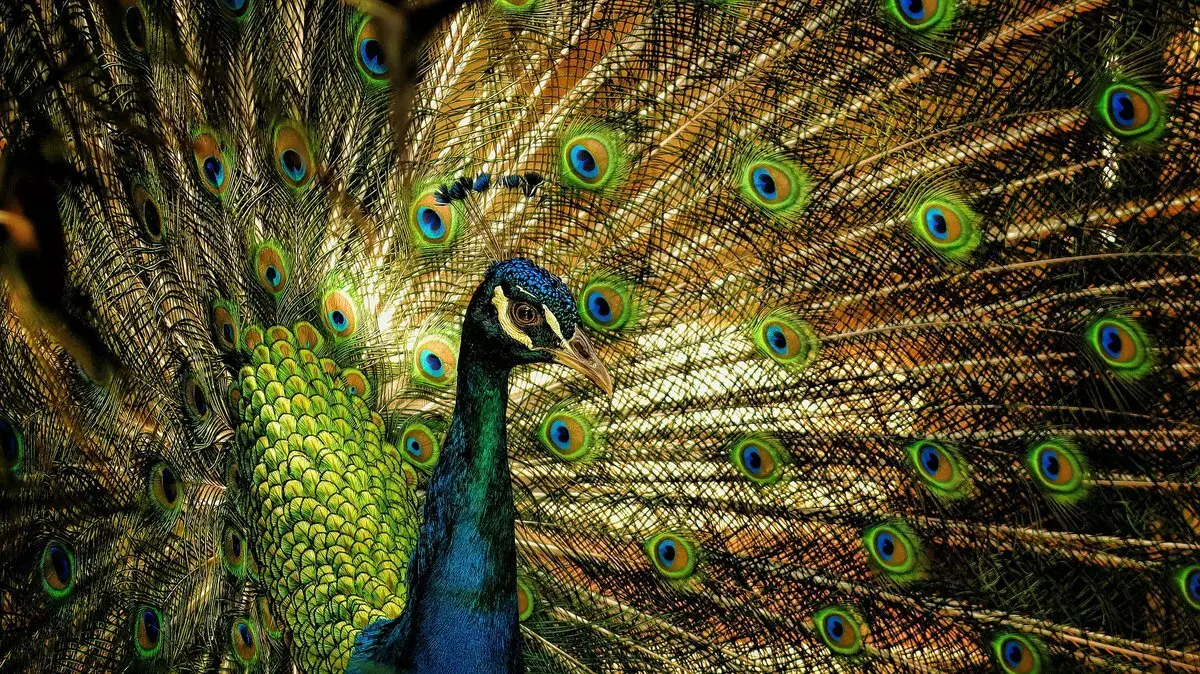 Peacock Goa girdi