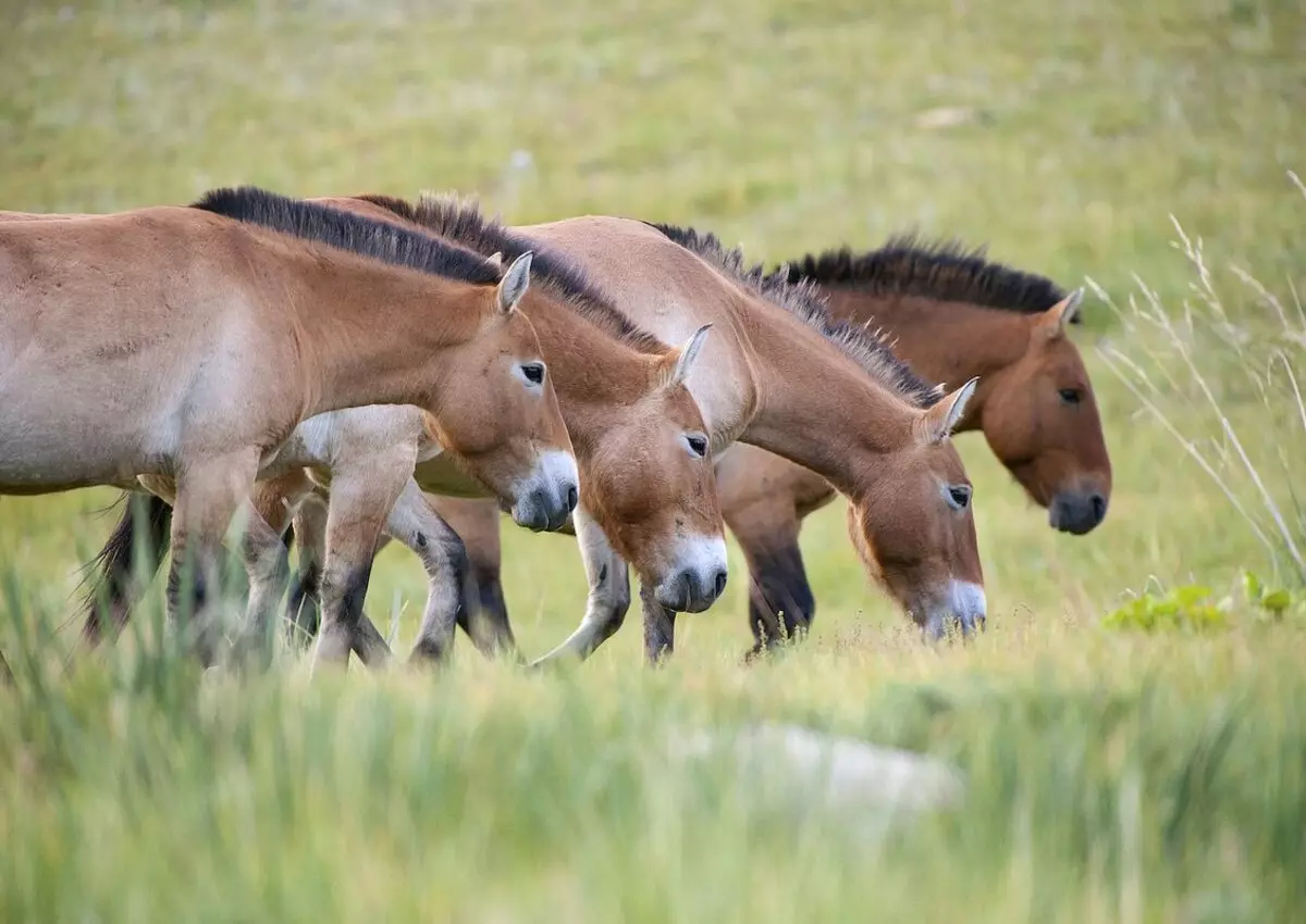 Chevaux Przhevalsky