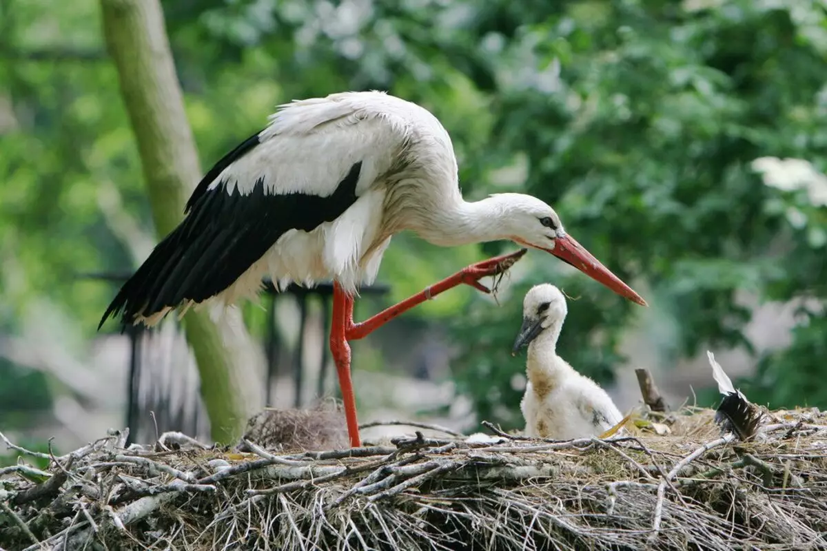 Эмне үчүн Storks тез тамакты жакшы көрөт