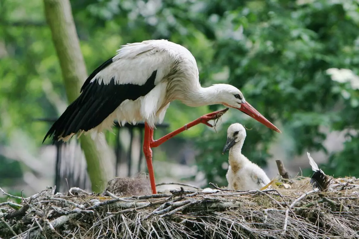 Wêrom Storks Love Fast Food