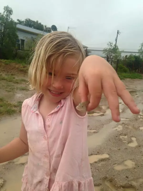 lluvia de pescado pasó en Australia