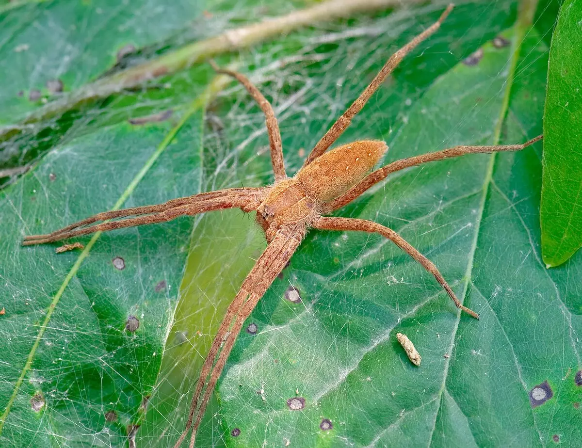 Sexy ойын Spiders: құтқару Bondage