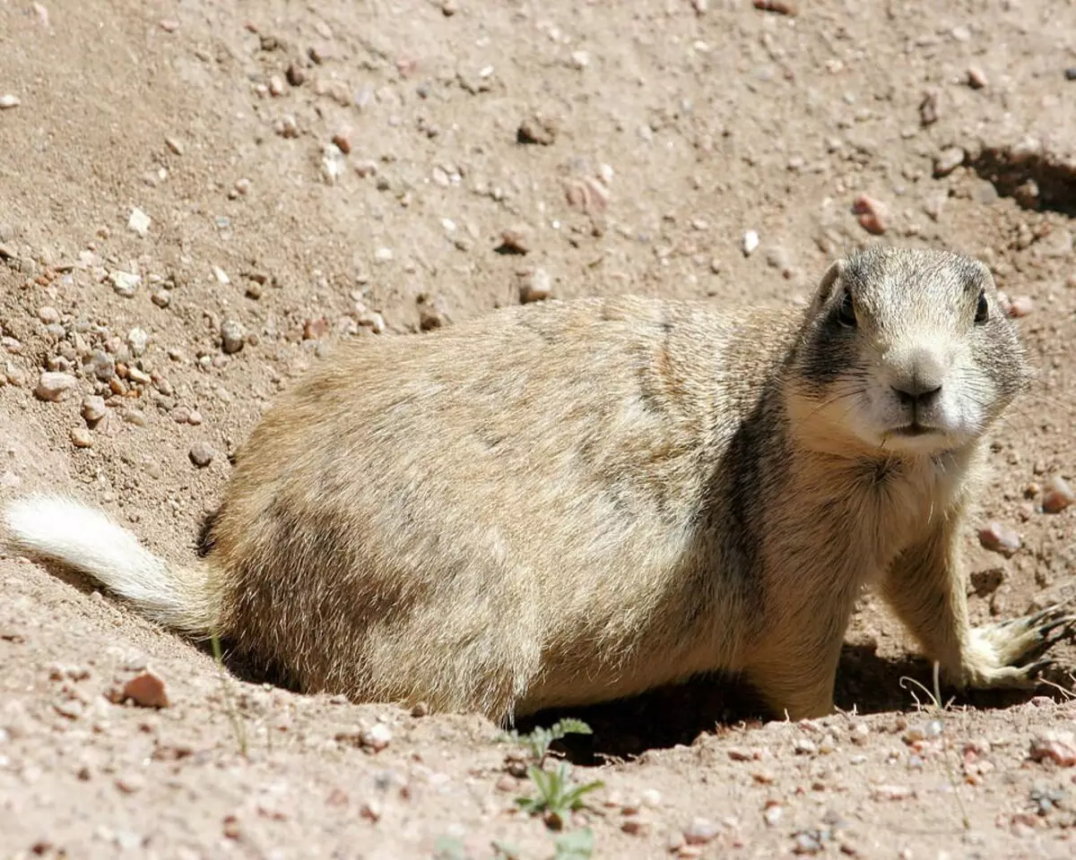 Hebivore Madowow Hënn huet sech als Serial Killer ausgedréckt