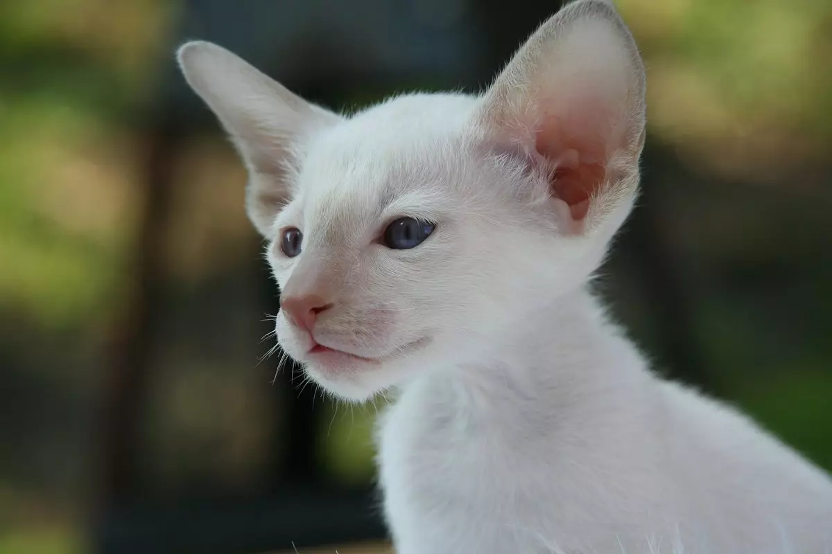 包装中的8天：自制猫的监禁历史和精彩的救恩