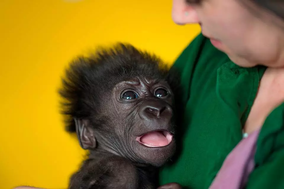 视频：没有母亲的大猩猩生长的第一个微笑