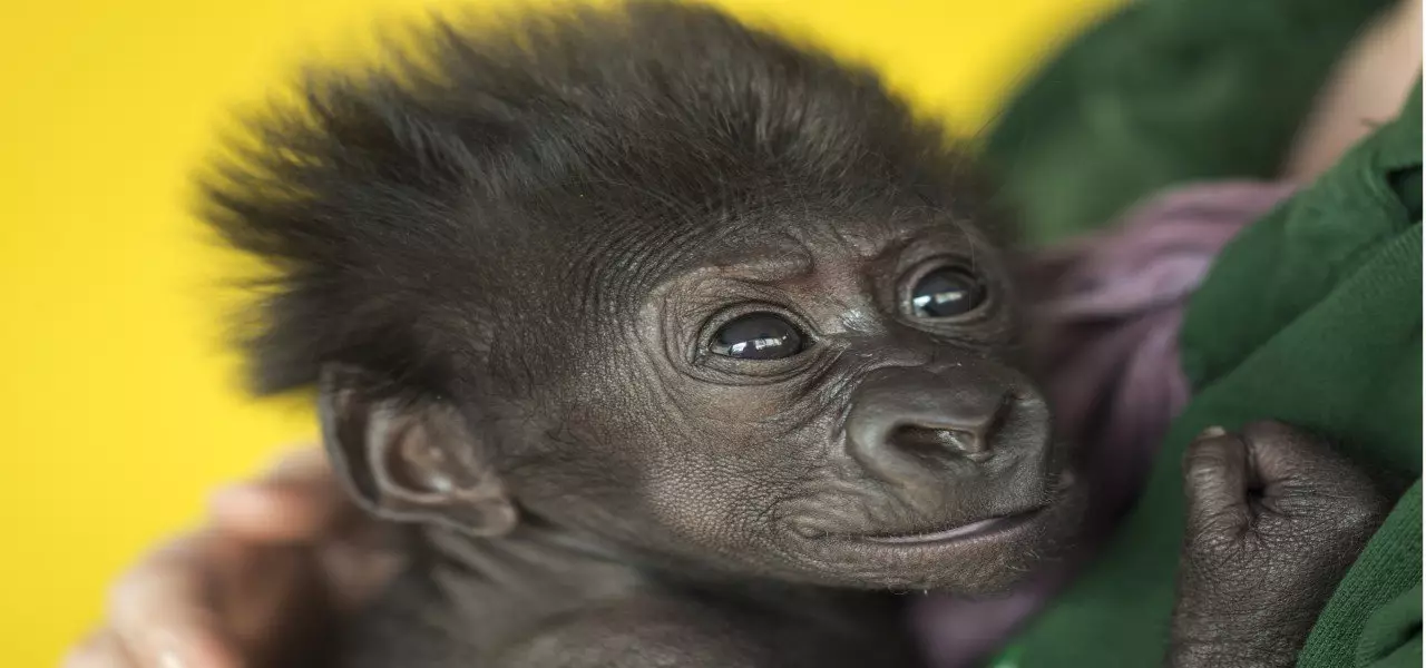 Fideo: De earste glimke fan in gorilla groeit sûnder mem 7010_3