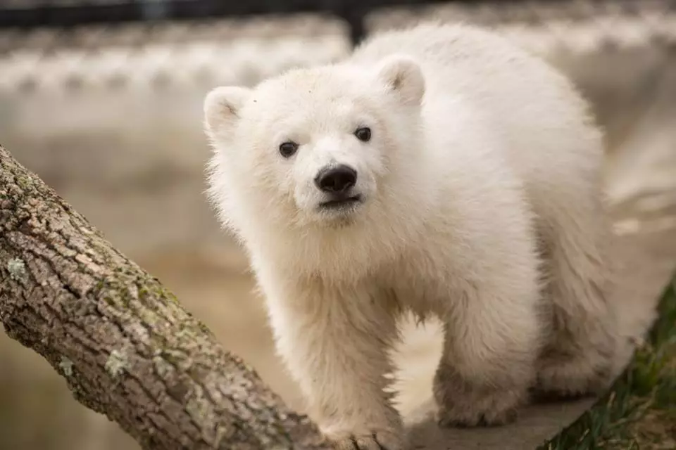 ყველაზე პოპულარული თეთრი დათვი