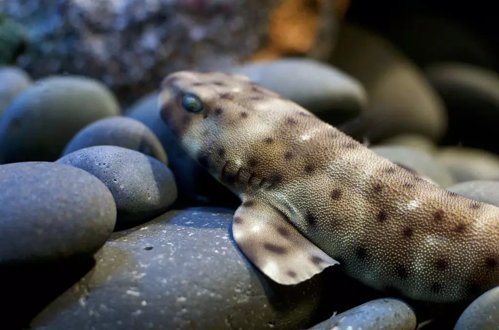 An Mexiko séier an engem Shark Mann- Verëffentlechung