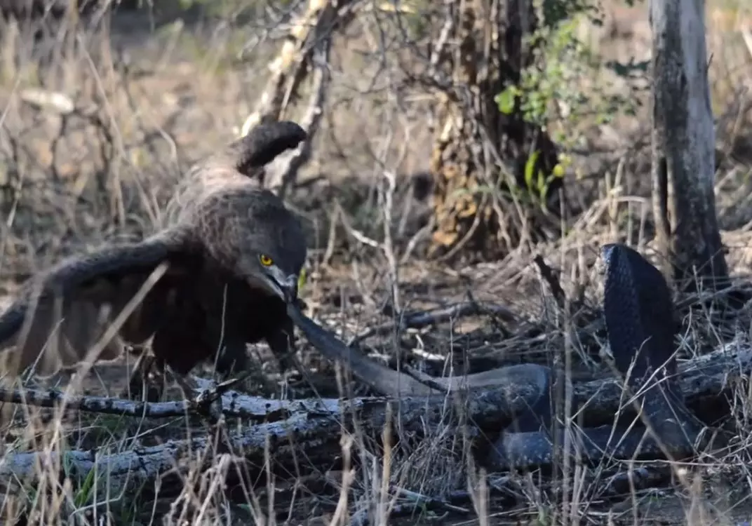 Video: Eagle against Cobra. Who will win?
