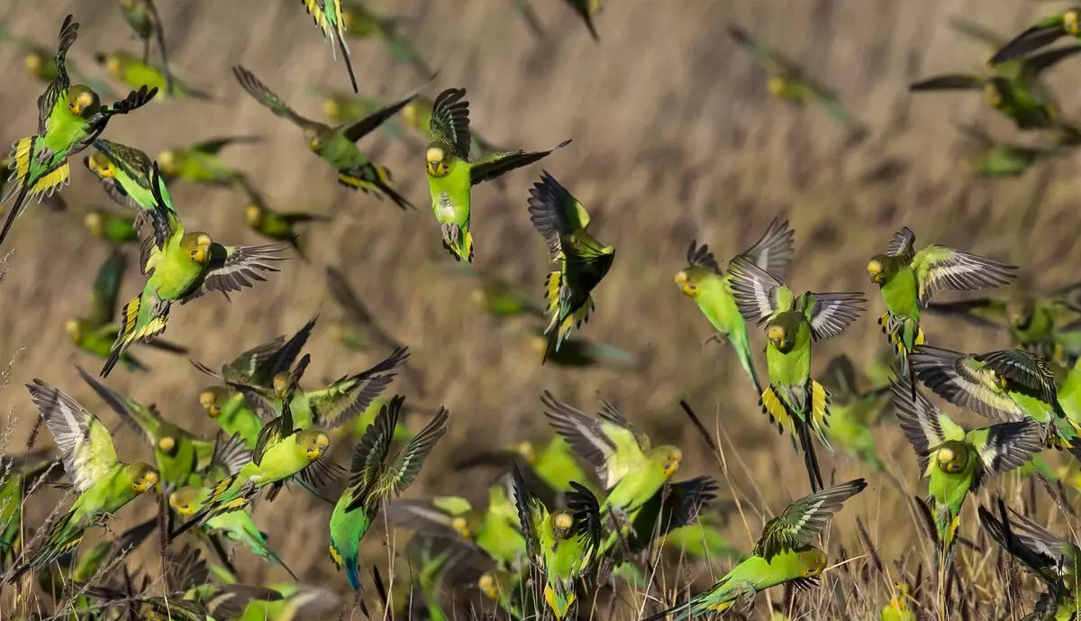 Más que "culo - tonto": ¿Qué puede decir un loro?