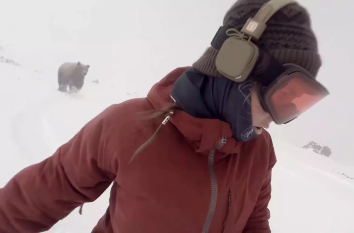 Video: Bear sleduje snowboardista