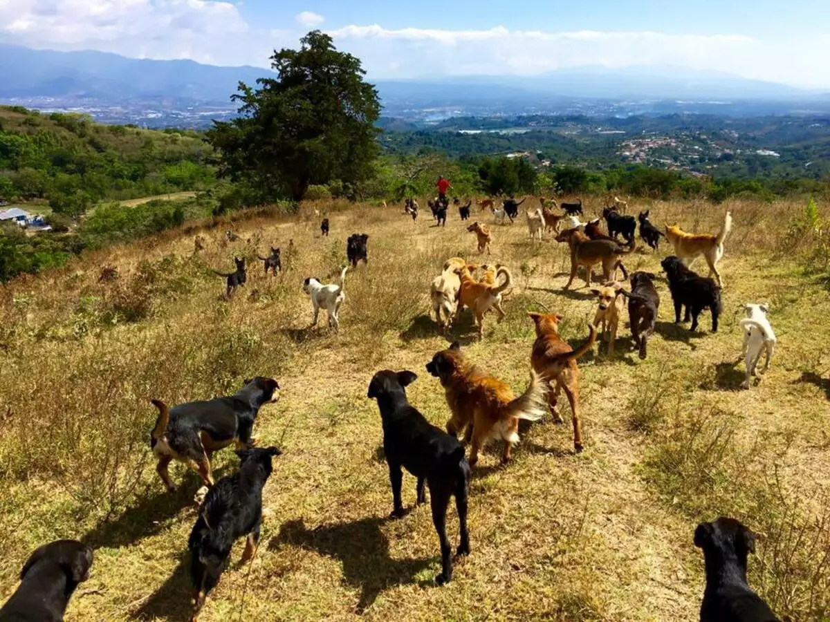 Ile fun awọn aja 900. Bawo ni awọn ẹranko ti a fipamọ ni Costa Rica