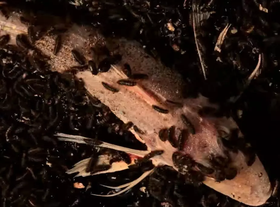 Video: How the beetles turn fish into the skeleton