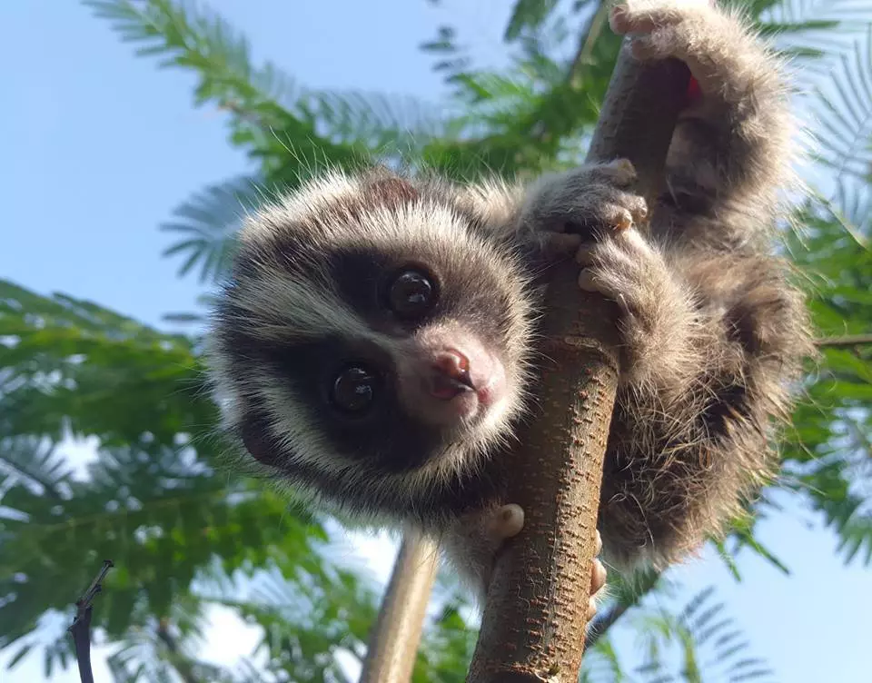 Video: Laurie rescued from the hands of poachers learn to climb on a tree