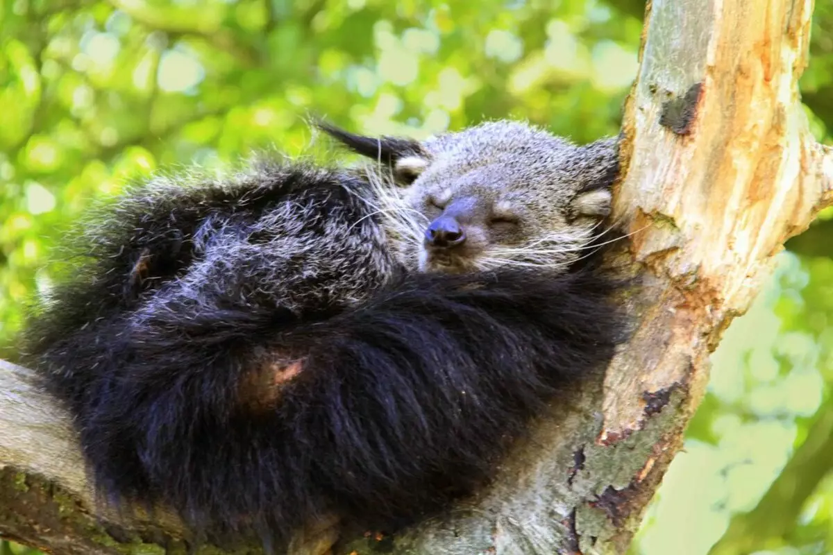 Who are the binturong and why they smell popcorn
