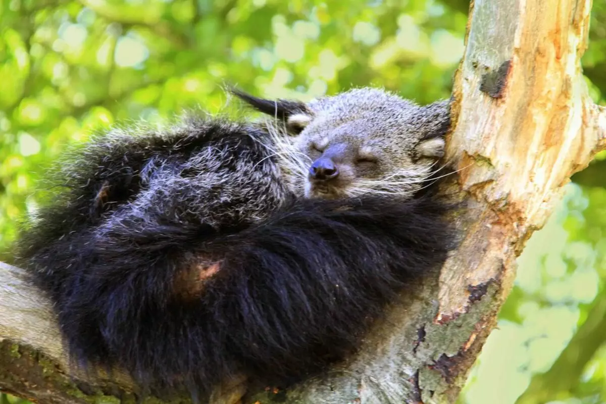 Wie is soos Binturong en waarom hulle ruik springmielies