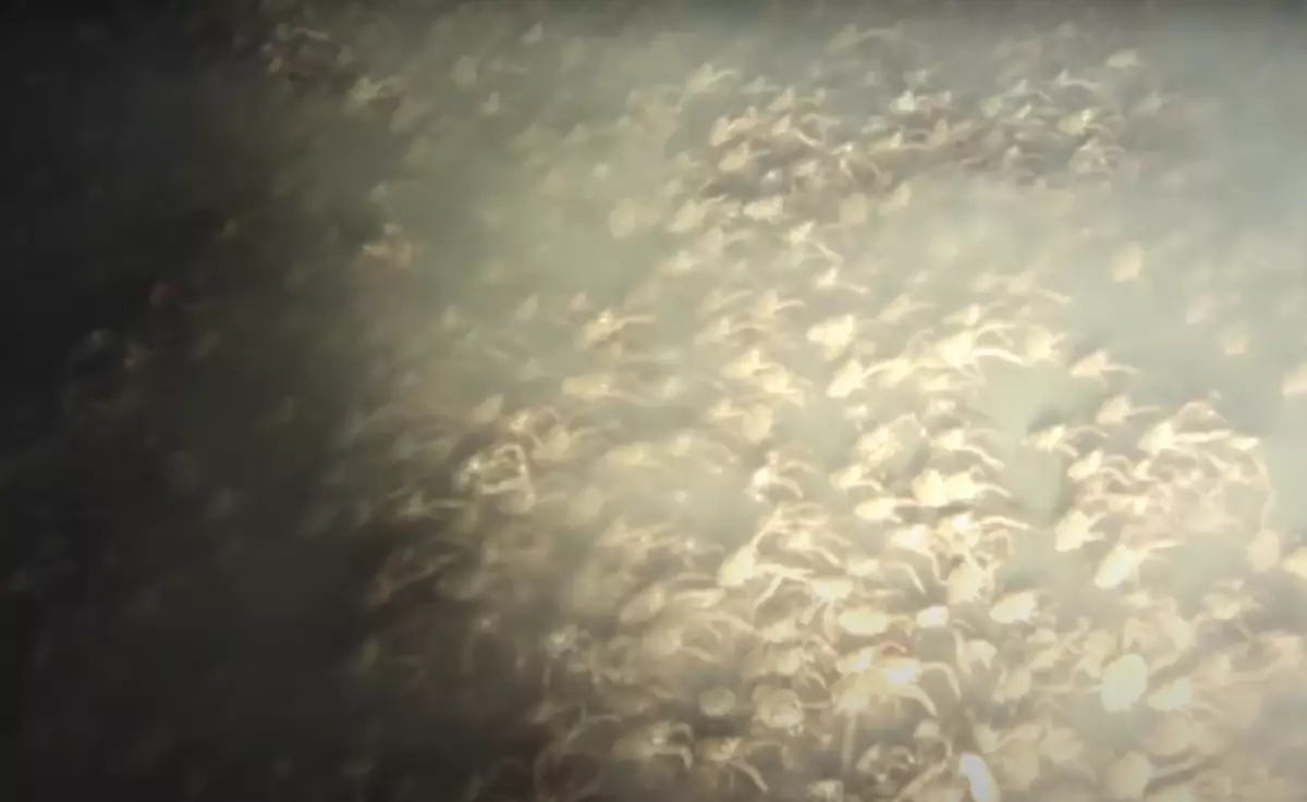 Didžiulis krabų pulkas neįprastoje vietoje: vaizdo įrašas