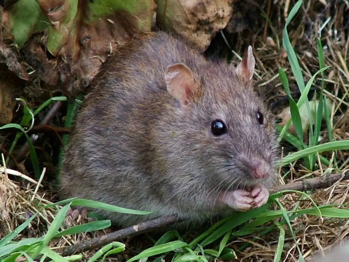 Comment transformer 80 rats sur 100 000? Il suffit de leur donner un poison