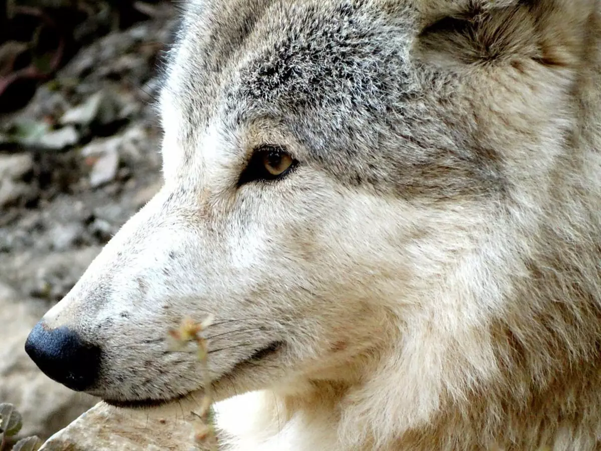 ہمالیائی بھیڑیوں کو زمین کے چہرے سے غائب ہوسکتا ہے