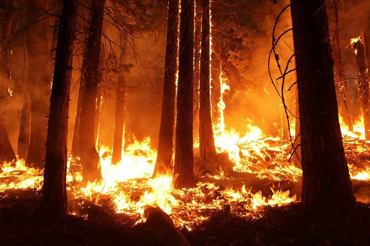 Hutan Siberia lagi terbakar