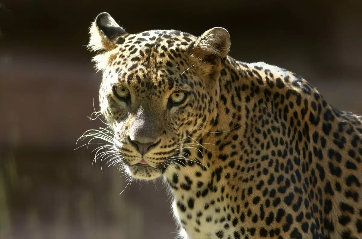 Leopard- ի արգանդը նվազել է 75% -ով