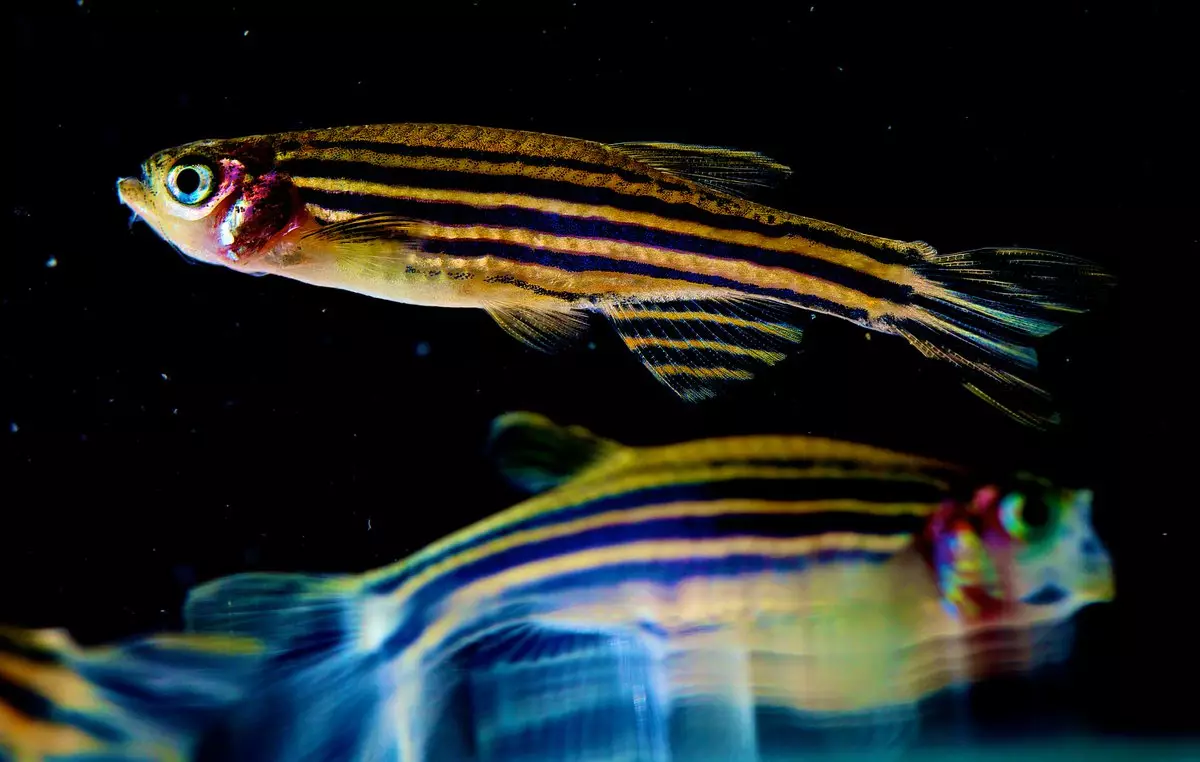 Відео: як поводяться п'яні рибки