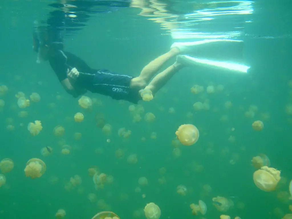 Jellyfish ji golê wenda dibe
