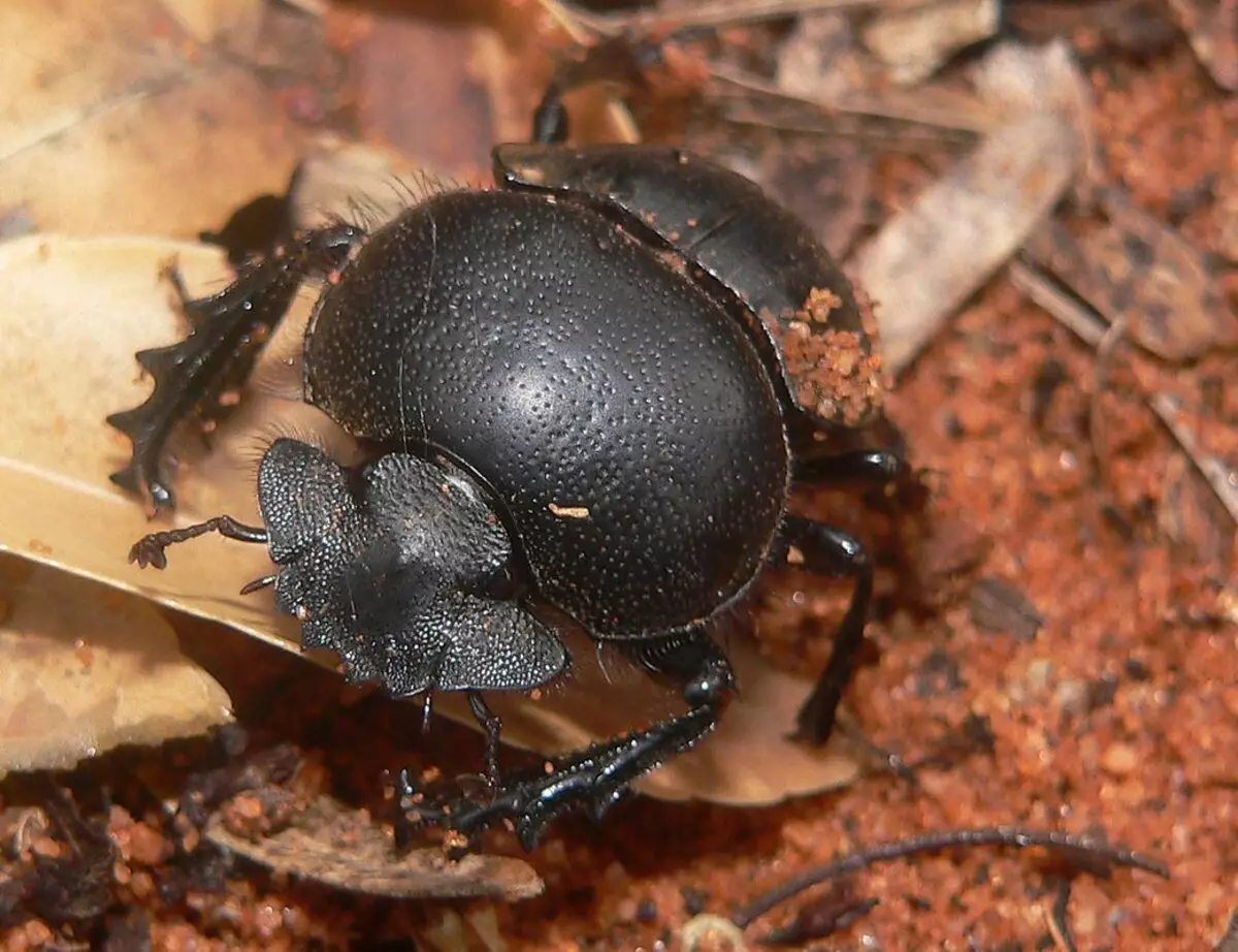 როგორ ვარსკვლავები დაეხმარება dung beetles