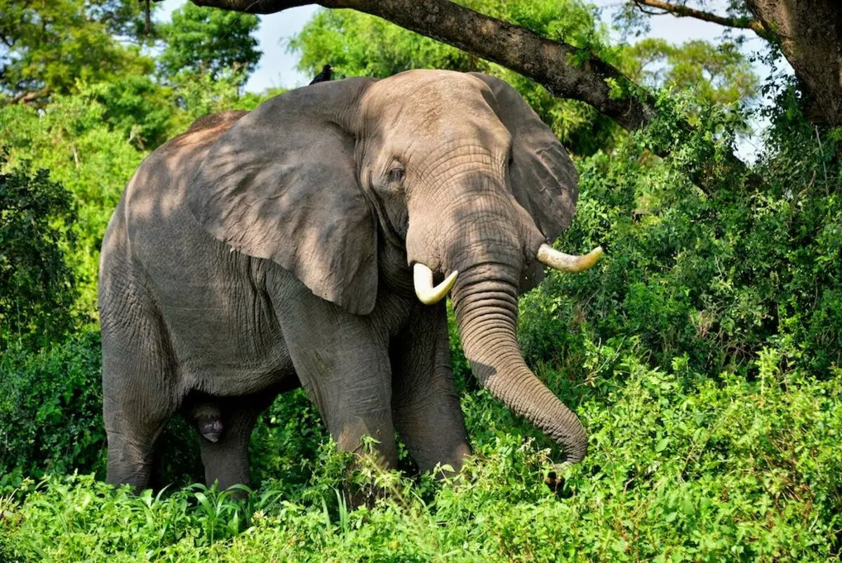 Zimbabwe tarjoaa luonnonvaraisia ​​eläimiä