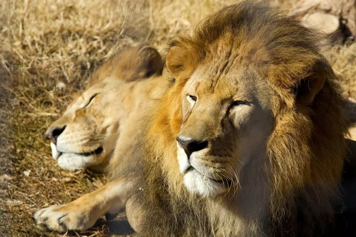 În grădina zoologică a ucis doi lei pentru salvarea sinuciderilor